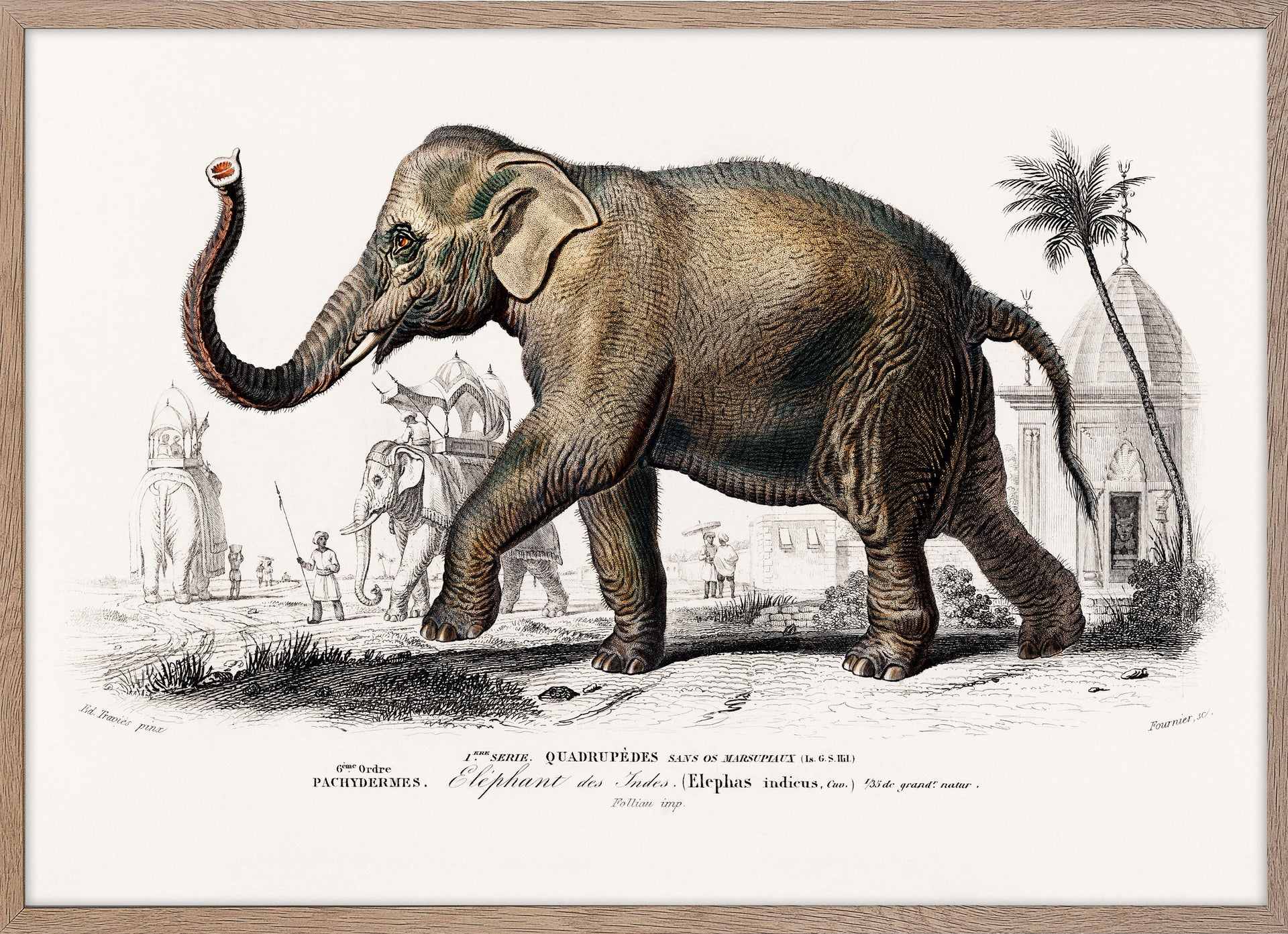 elefant asiatic
